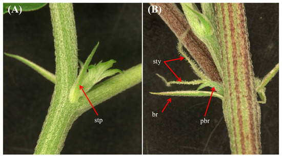 Morphological Characterization of Cannabis sativa L. Throughout Its ...