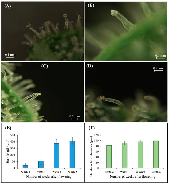Morphological Characterization of Cannabis sativa L. Throughout Its Complete Life Cycle