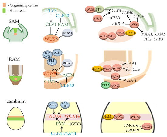 Functional Modules in the Meristems: “Tinkering” in Action