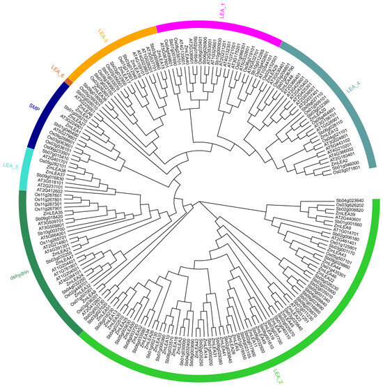 Identification of the Maize LEA Gene Family and Its Relationship with ...