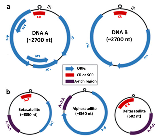 A Review of Interactions between Plants and Whitefly-Transmitted ...