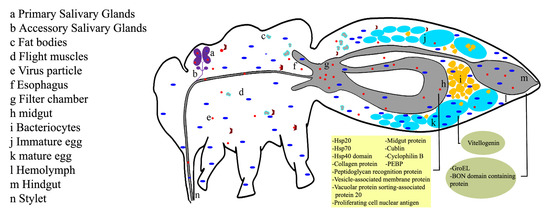 A Review of Interactions between Plants and Whitefly-Transmitted ...