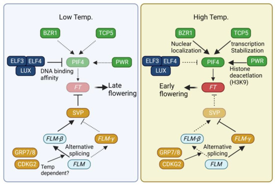 Regulation of Flowering Time by Environmental Factors in Plants
