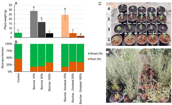 Potential of Biochar as a Peat Substitute in Growth Media for Lavandula ...