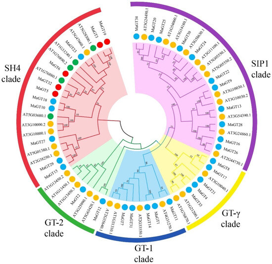 Genome-Wide Identification of the Trihelix Transcription Factor Family ...