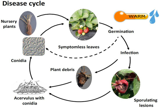 New Insights in the Detection and Management of Anthracnose Diseases in ...