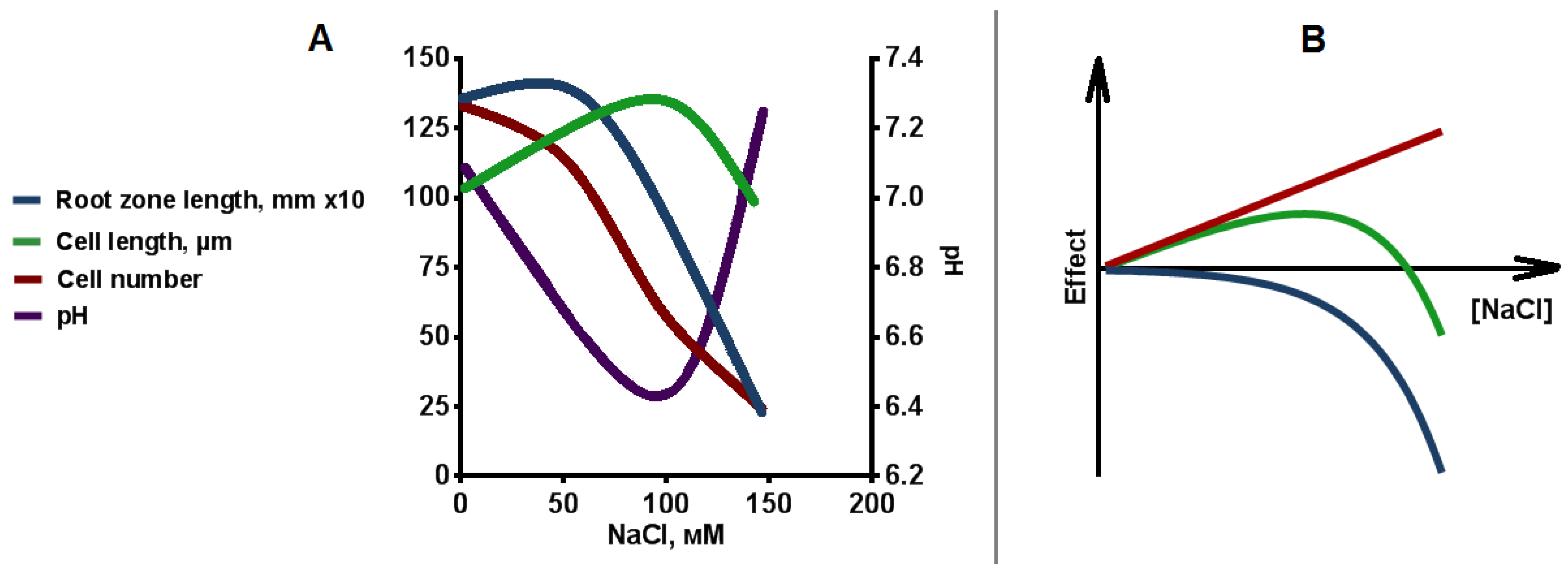 The Morphological Parameters and Cytosolic pH of Cells of Root Zones in ...