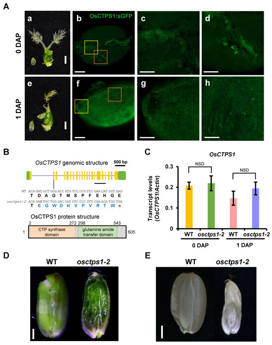 Quantitative Proteomic Analysis Deciphers the Molecular Mechanism for ...
