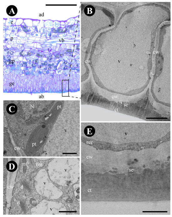 Diversity of Leaf Glands and Their Putative Functions in Rhamnaceae Species
