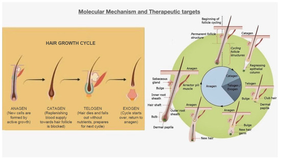 Bioactive Compound-Loaded Nanocarriers for Hair Growth Promotion ...