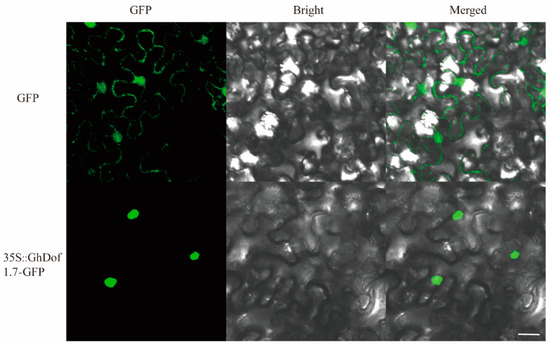 GhDof1.7, a Dof Transcription Factor, Plays Positive Regulatory Role ...