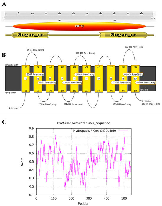 Isolation and Characterization of Erianthus arundinaceus Phosphate ...