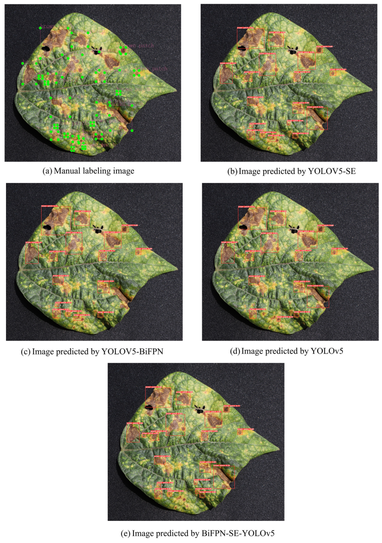 Improvement of the YOLOv5 Model in the Optimization of the Brown Spot Disease Recognition ...