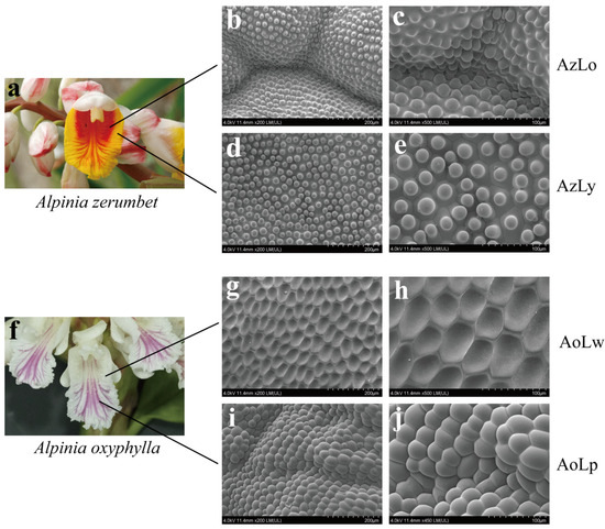 Plants | Free Full-Text | Analyzing Morphology, Metabolomics, and ...