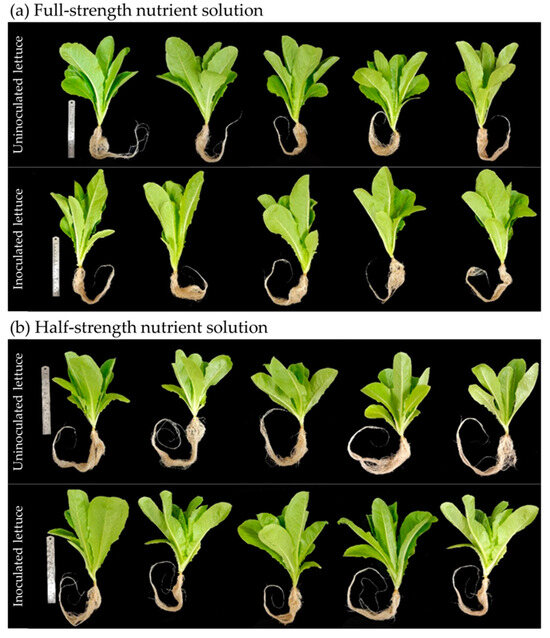 Employing a Plant Probiotic Actinomycete for Growth Promotion of ...
