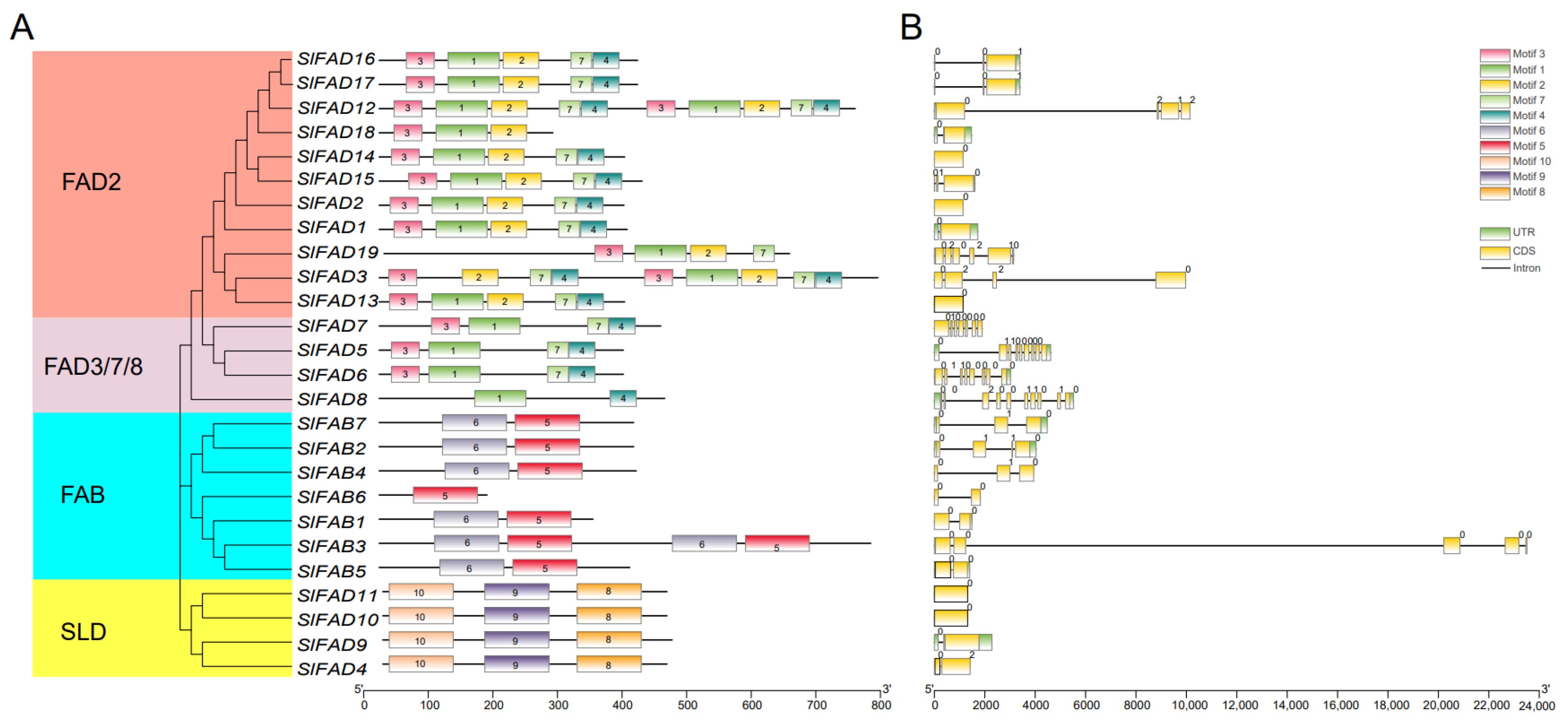 Genome-Wide Characterization of Tomato FAD Gene Family and Expression ...