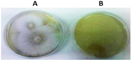 Post-Transcriptional Gene Silencing of Glucanase Inhibitor Protein in ...