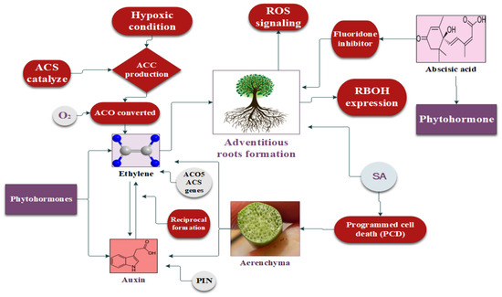 Plant Adaptation to Flooding Stress under Changing Climate Conditions ...