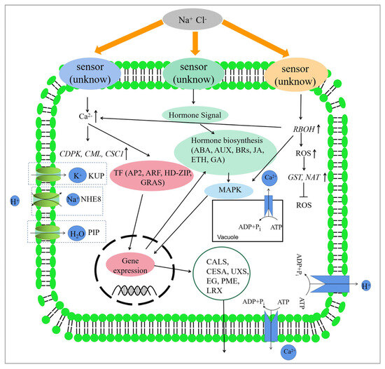 PacBio Full-Length Transcriptome Sequencing Reveals the Mechanism of ...