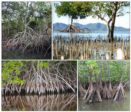 An Updated Review of Fossil Pollen Evidence for the Study of the Origin ...