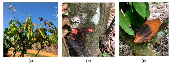 Fungal Pathogens of Cacao in Puerto Rico