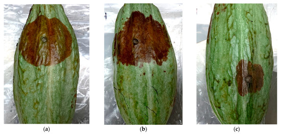 Fungal Pathogens of Cacao in Puerto Rico