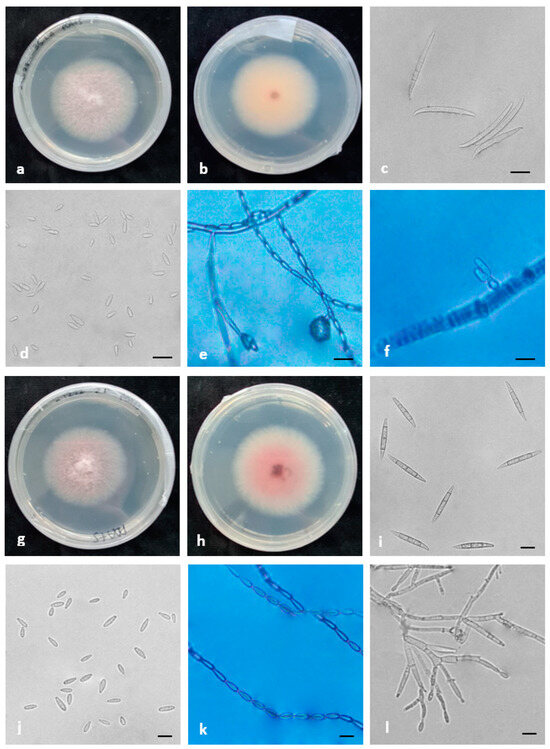 Diversity and Pathogenicity of Fusarium Species Associated with Stalk ...