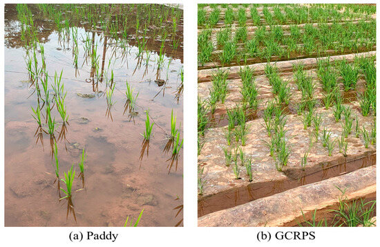Ground Cover Rice Production System Affects Soil Water, Nitrogen ...