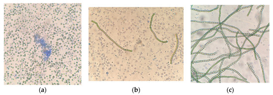 Plants | Free Full-Text | Effects of Light Intensity on the Growth and Biochemical Composition ...