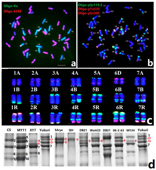 Development of a Set of Wheat-Rye Derivative Lines from Hexaploid ...