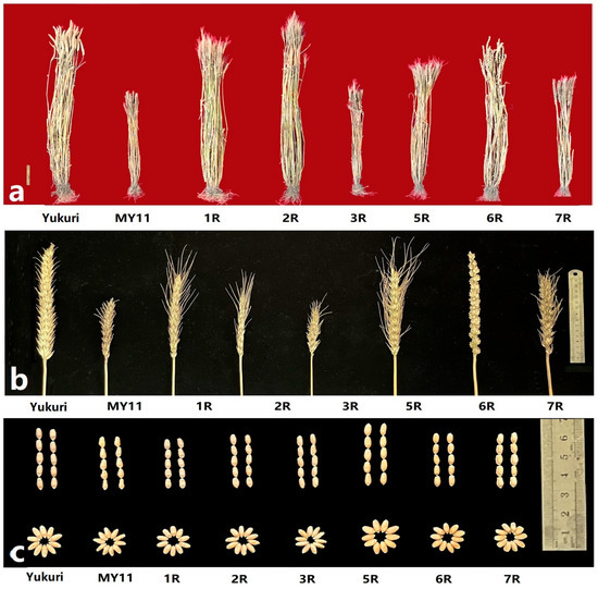 Plants | Free Full-Text | Development of a Set of Wheat-Rye Derivative ...