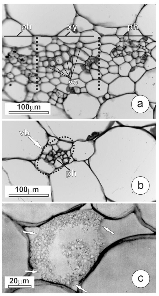 Vascular Tissues Distribution Affects Calcium and Calcium Oxalate ...