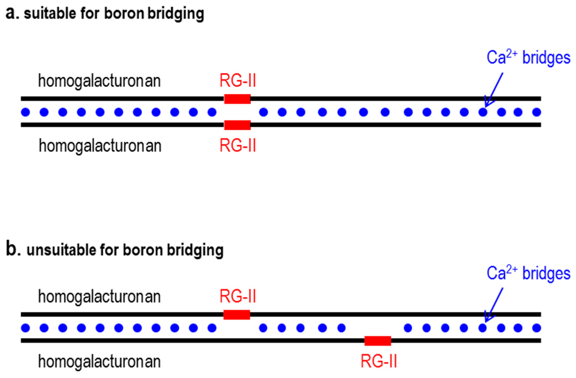 Arabinogalactan-Proteins as Boron-Acting Enzymes, Cross-Linking the ...
