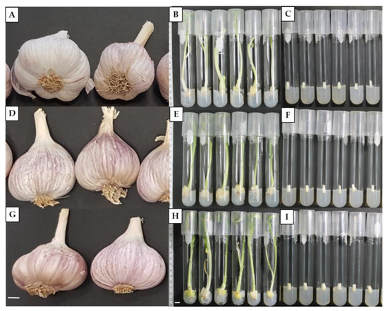 In Vitro Conservation of Mexican Garlic Varieties by Minimal Growth