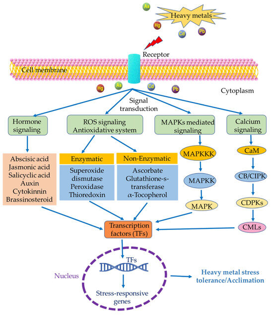 Abiotic Stress in Rice: Visiting the Physiological Response and Its ...