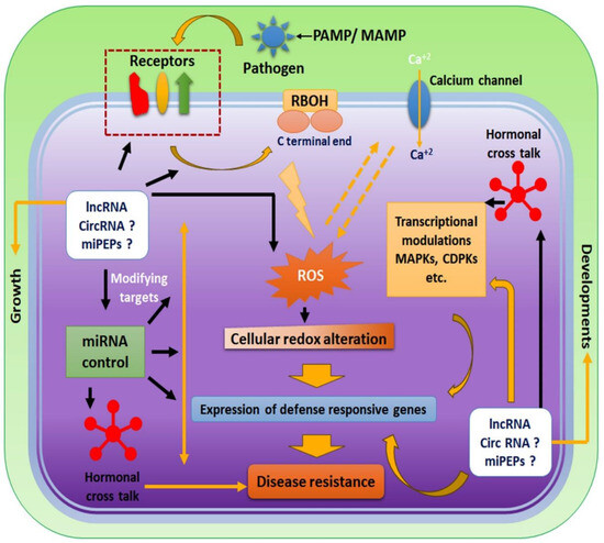 Emphasizing the Role of Long Non-Coding RNAs (lncRNA), Circular RNA ...