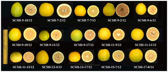 Harvesting Maturity Assessment of Newly Developed Citrus Hybrids ...