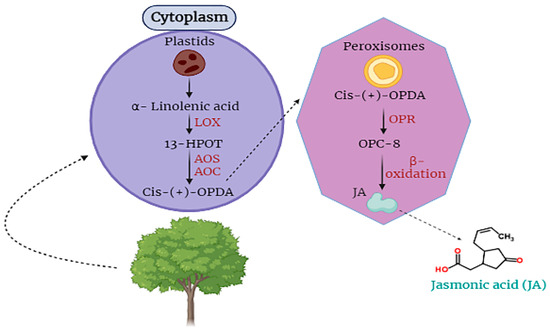 The Multifaceted Role of Jasmonic Acid in Plant Stress Mitigation: An ...