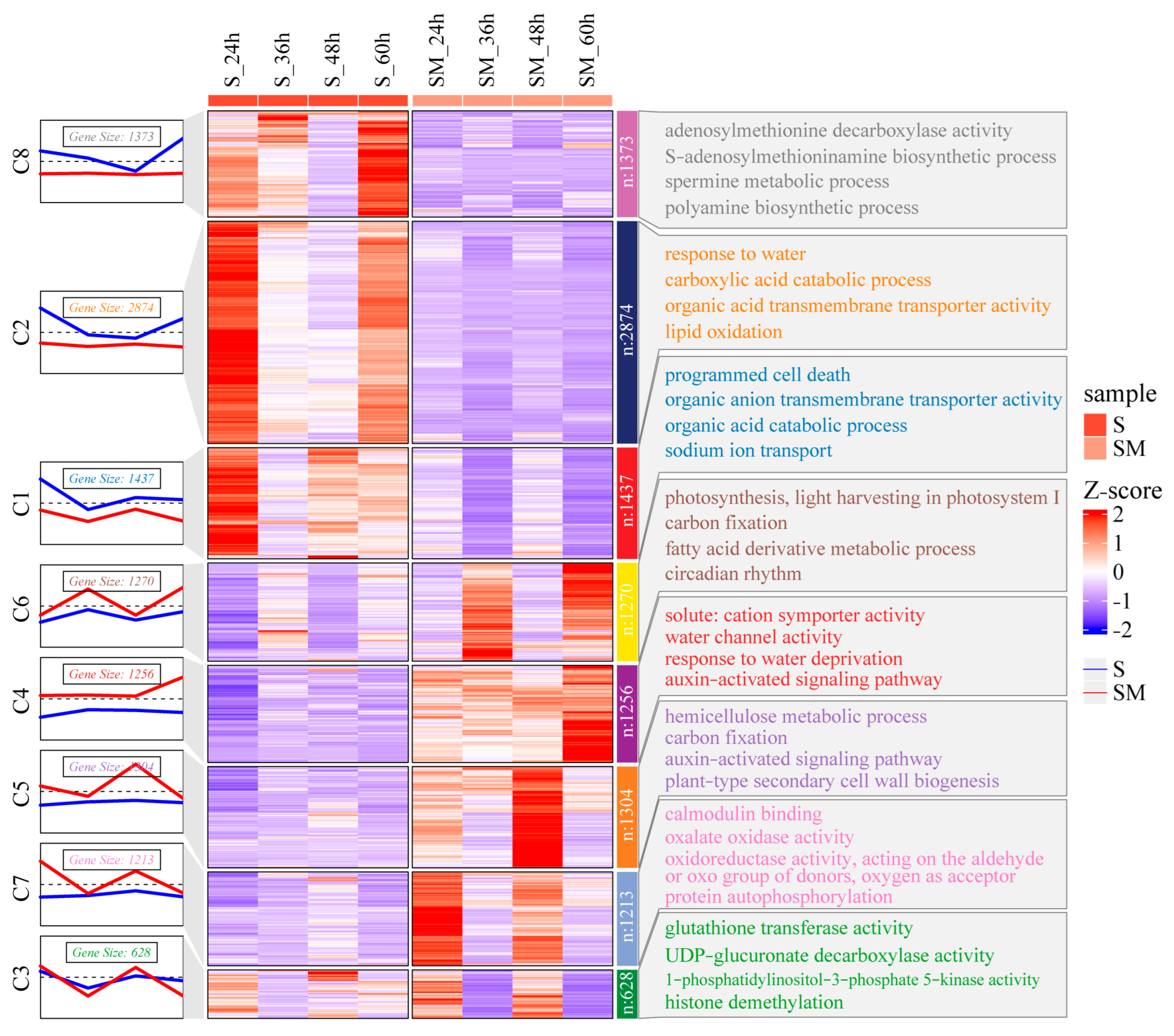 Melatonin-Mediated Enhancement of Photosynthetic Capacity and ...