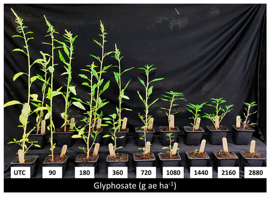Do Traits Travel? Multiple-Herbicide-Resistant A. tuberculatus, an ...