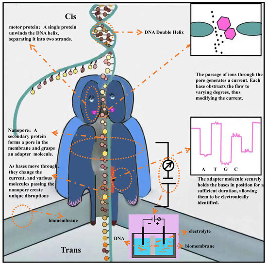 The Development of Plant Genome Sequencing Technology and Its ...