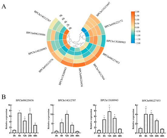 Characterization of the F-Box Gene Family and Its Expression under ...