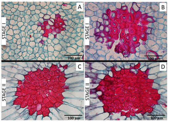 Plants | Free Full-Text | Does Regulated Deficit Irrigation Affect Pear Fruit Texture by ...