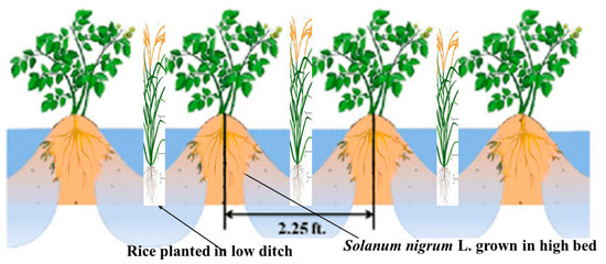 Hyperaccumulator Solanum nigrum L. Intercropping Reduced Rice Cadmium ...