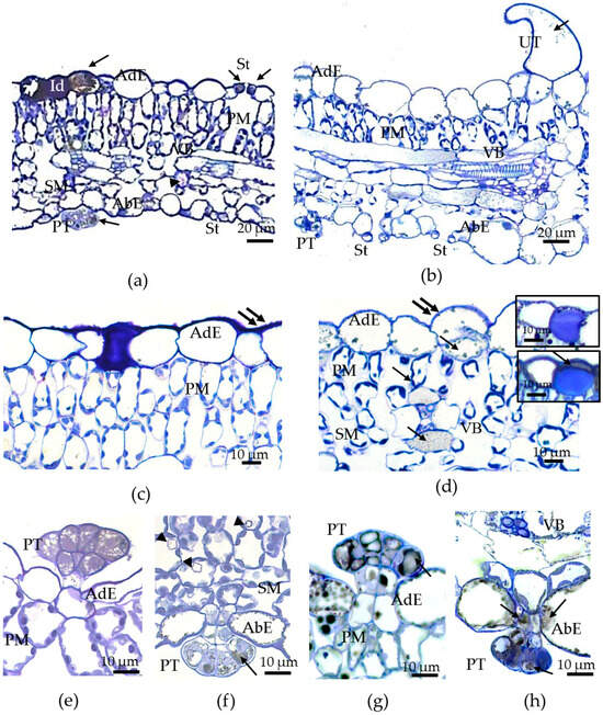 The Effect of Leaf Plasticity on the Isolation of Apoplastic Fluid from ...