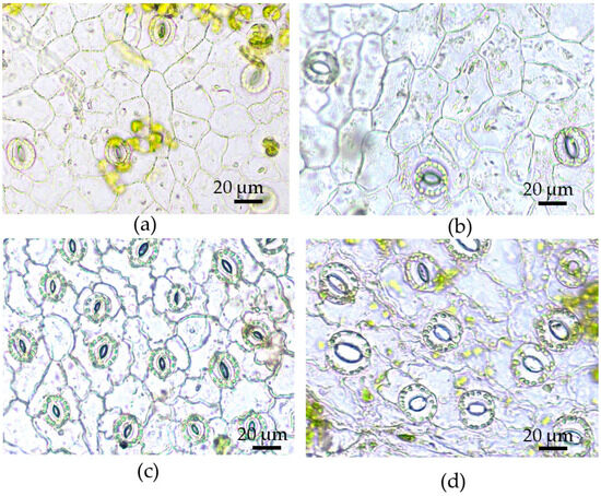 The Effect of Leaf Plasticity on the Isolation of Apoplastic Fluid from ...