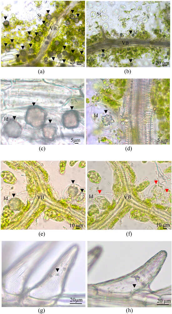 The Effect of Leaf Plasticity on the Isolation of Apoplastic Fluid from ...