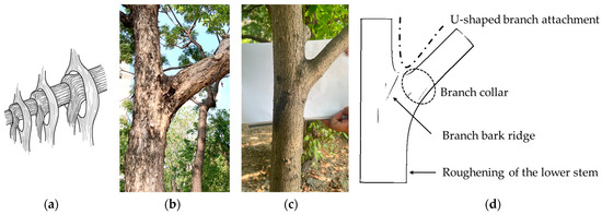 Physiological and Physical Strategies to Minimize Damage at the Branch ...