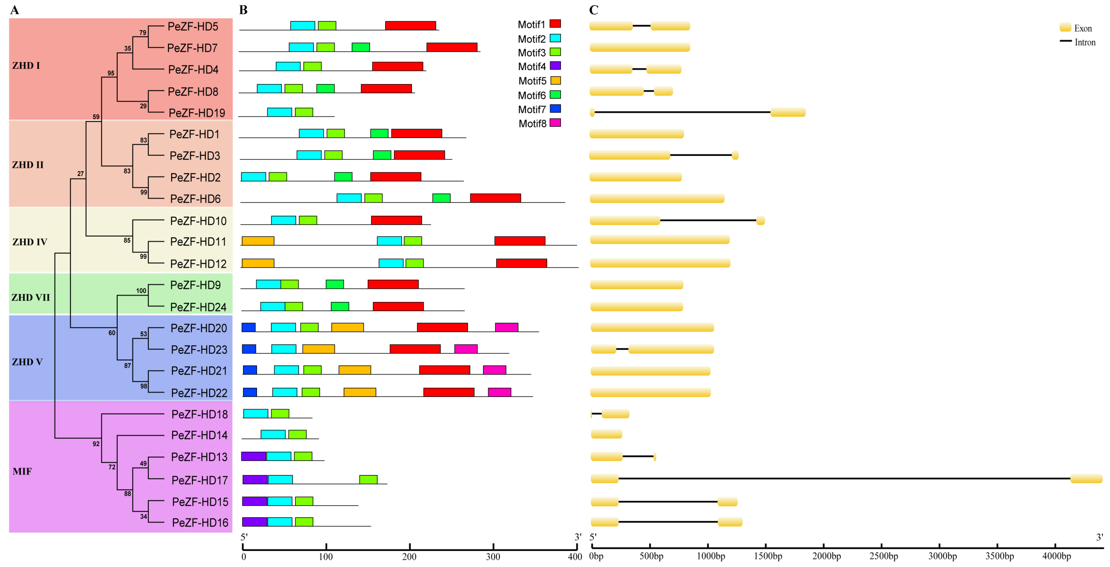 Genome-Wide Identification and Analysis of ZF-HD Gene Family in Moso ...