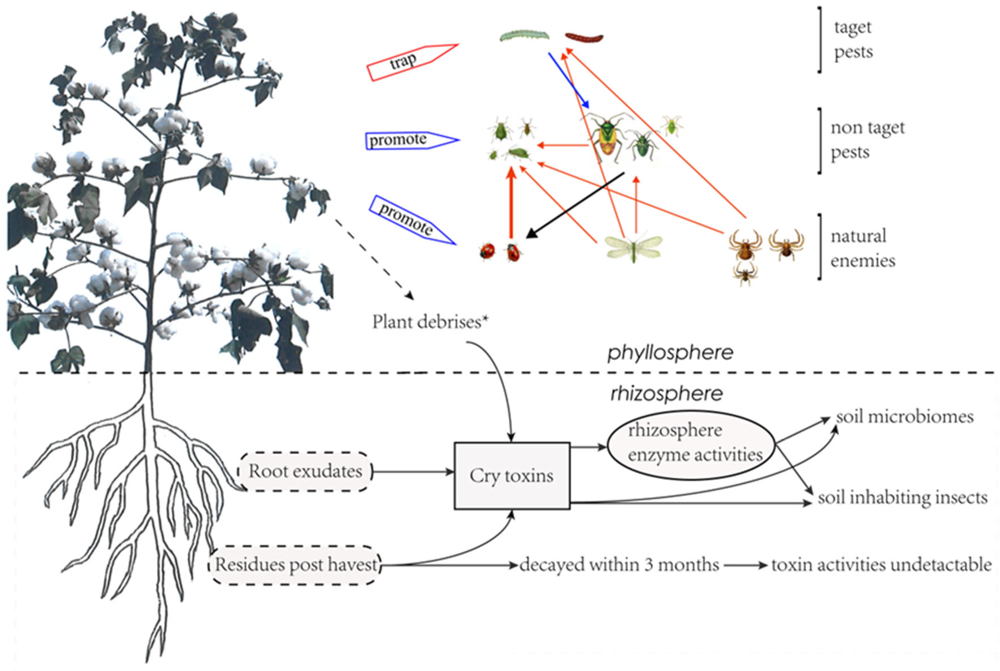 Plants | Free Full-Text | Biotechnology and Solutions: Insect-Pest ...